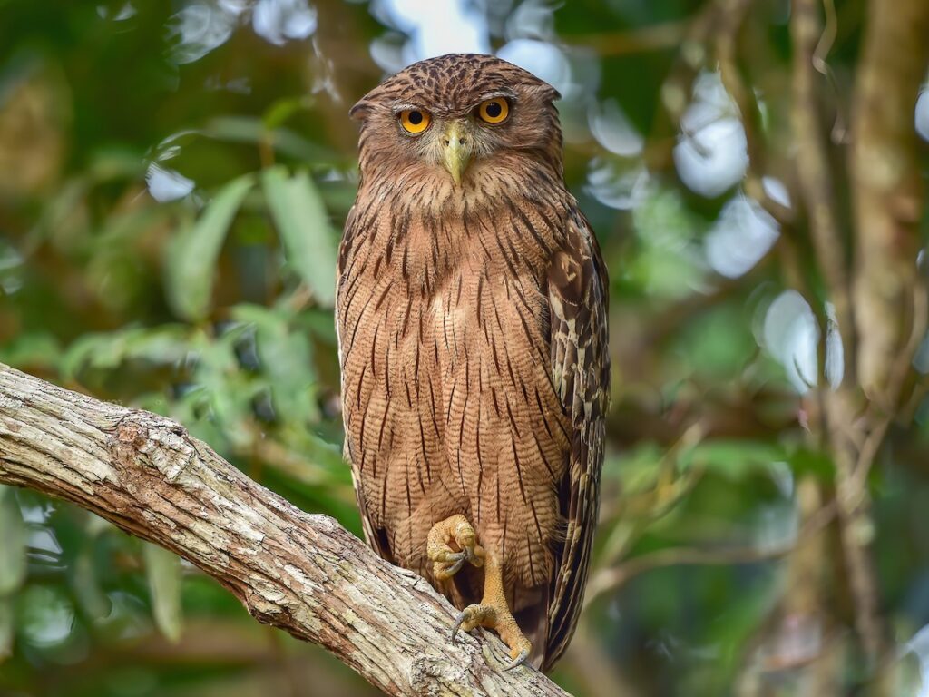 Brown Fish Owl – Central Zoo