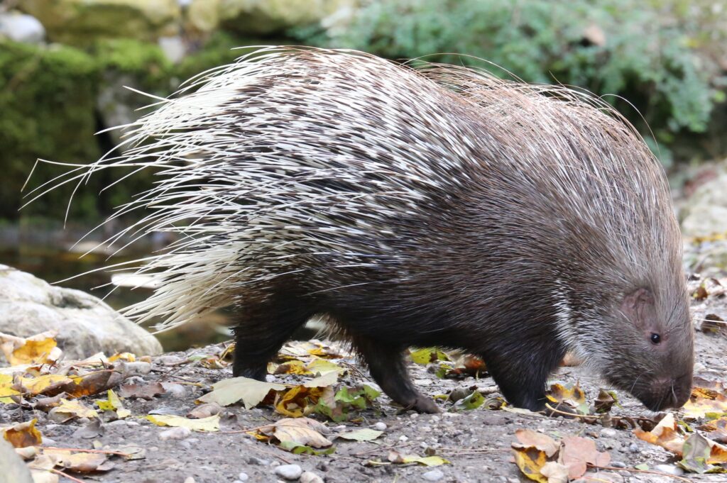 Indian Crested Porcupine – Central Zoo